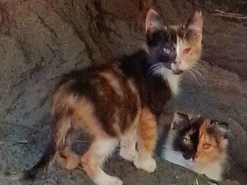 Разные котятки от волонтёров, 2,5-3мес.,подростки