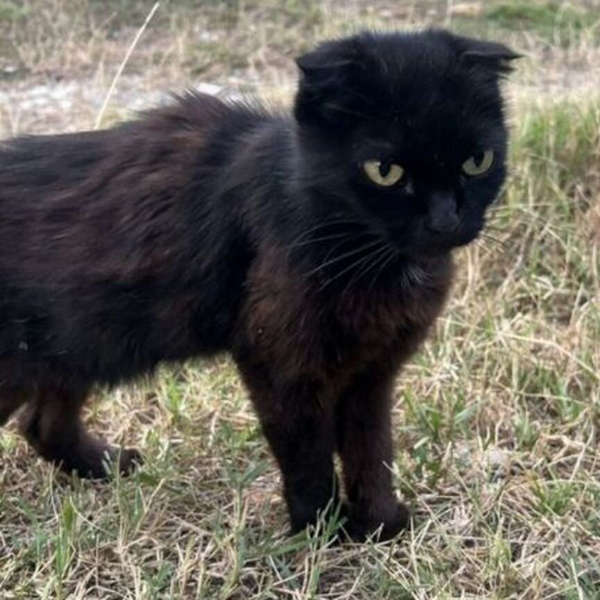 Кошечка в добрые руки