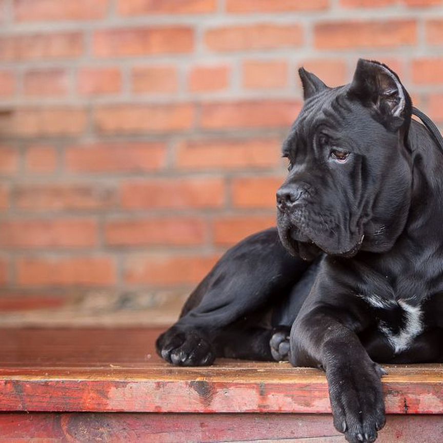 Собака кане корсо