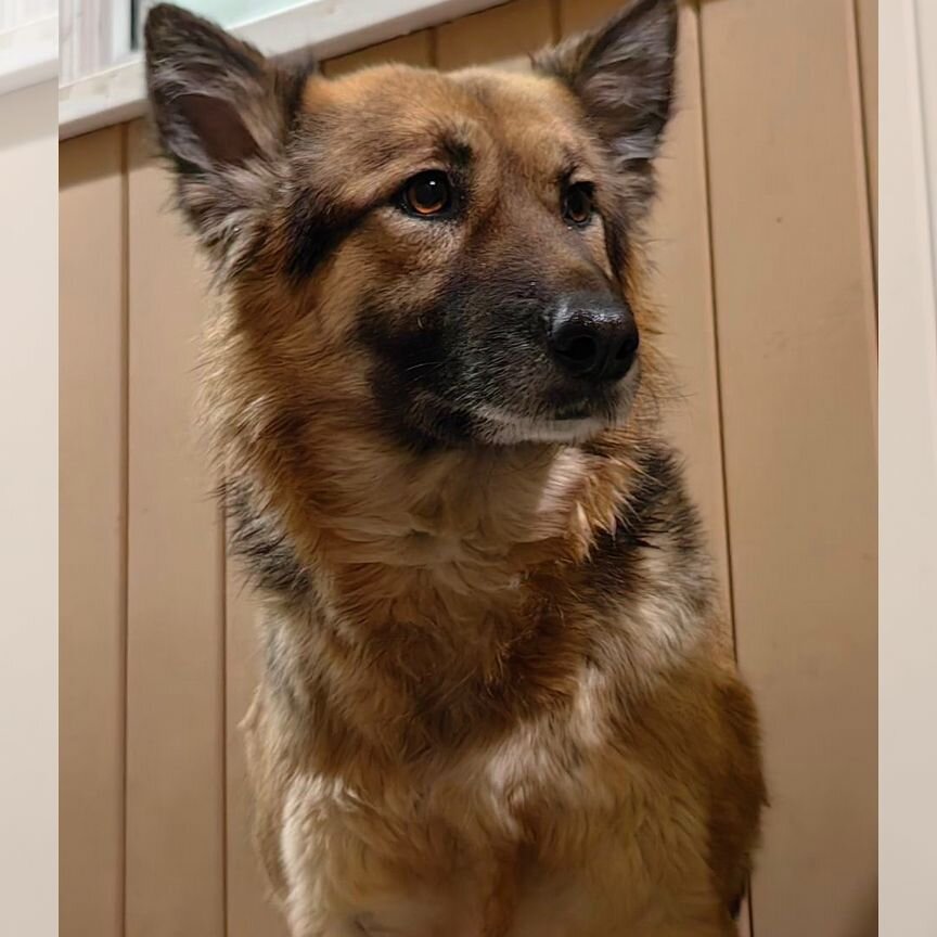 Взрослая собака в добрые руки