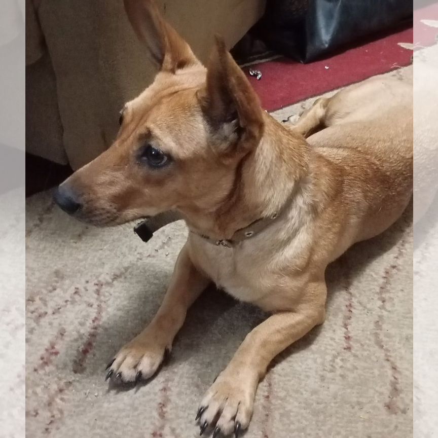 Вислоухий терьер