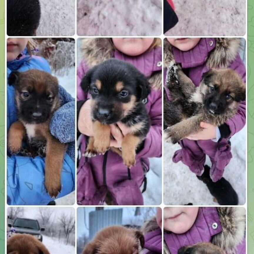 Отдаём в добрые руки