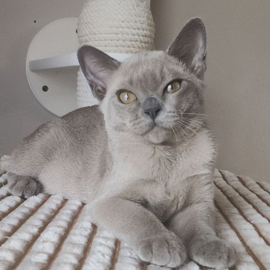 Европейский бурманский котёнок