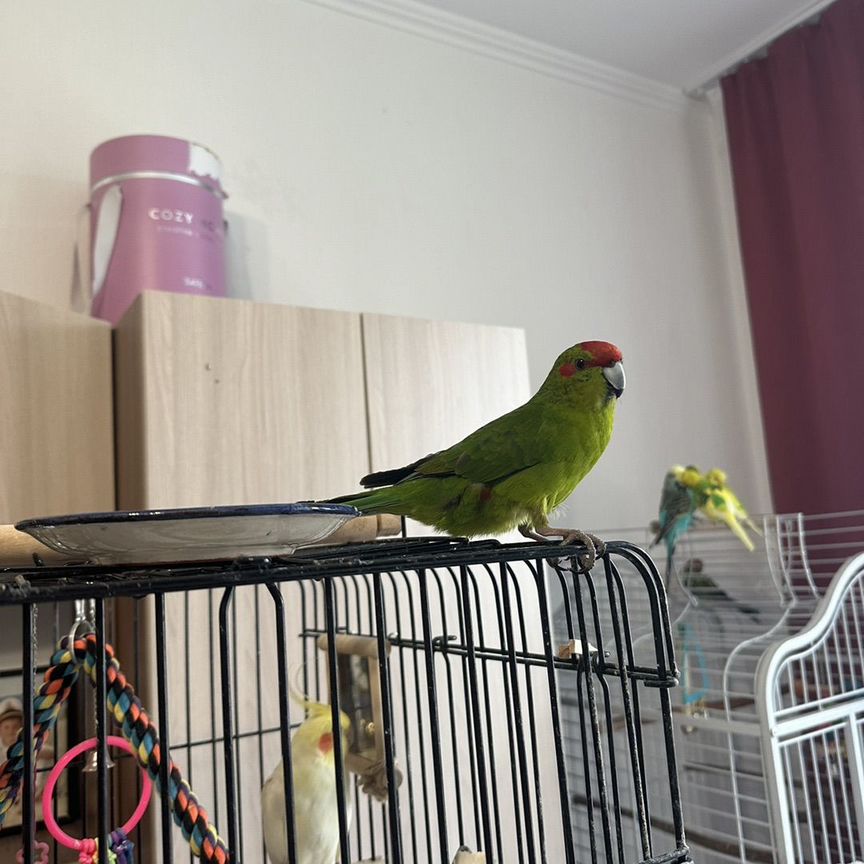 Попугай какарик