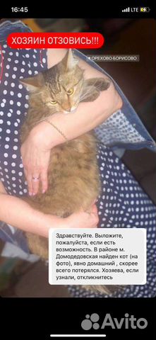 М Домодедовская найден кот. Постараюсь состыковать