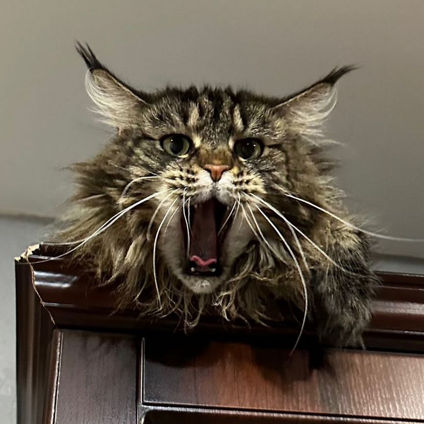 Мейн-кун в добрые руки