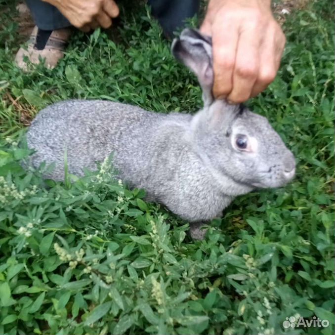 Кролики самки
