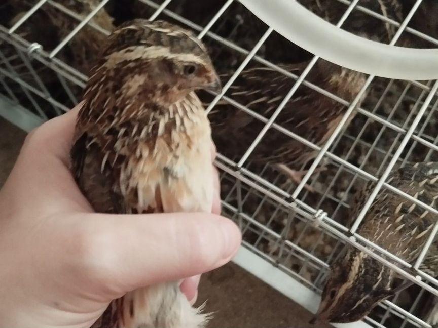 Японский перепел самцы