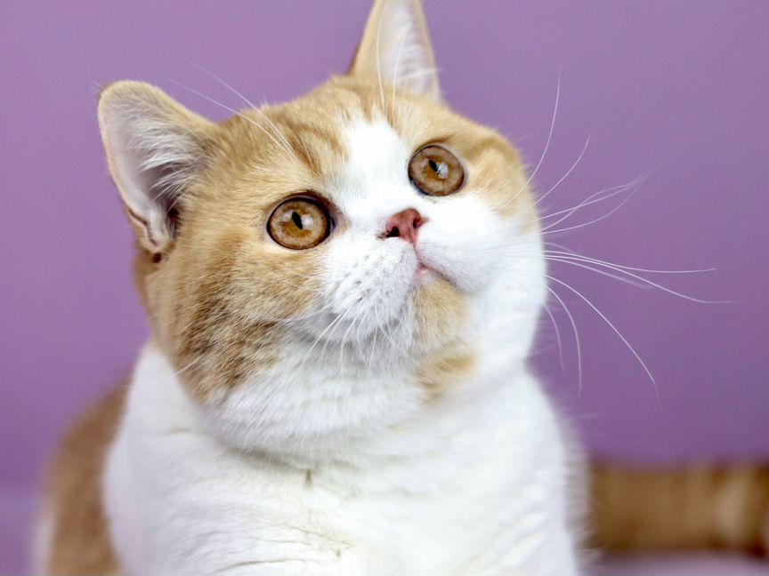 Котик рыжий с белым