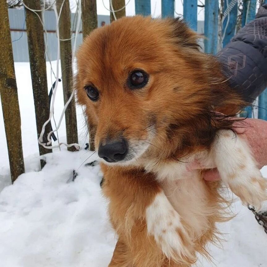 Взрослый пёс в добрые руки