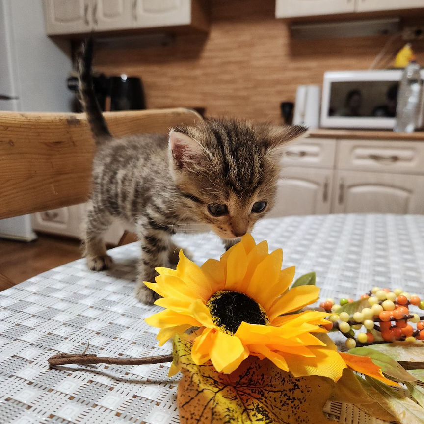 Котята Брат и Сестра