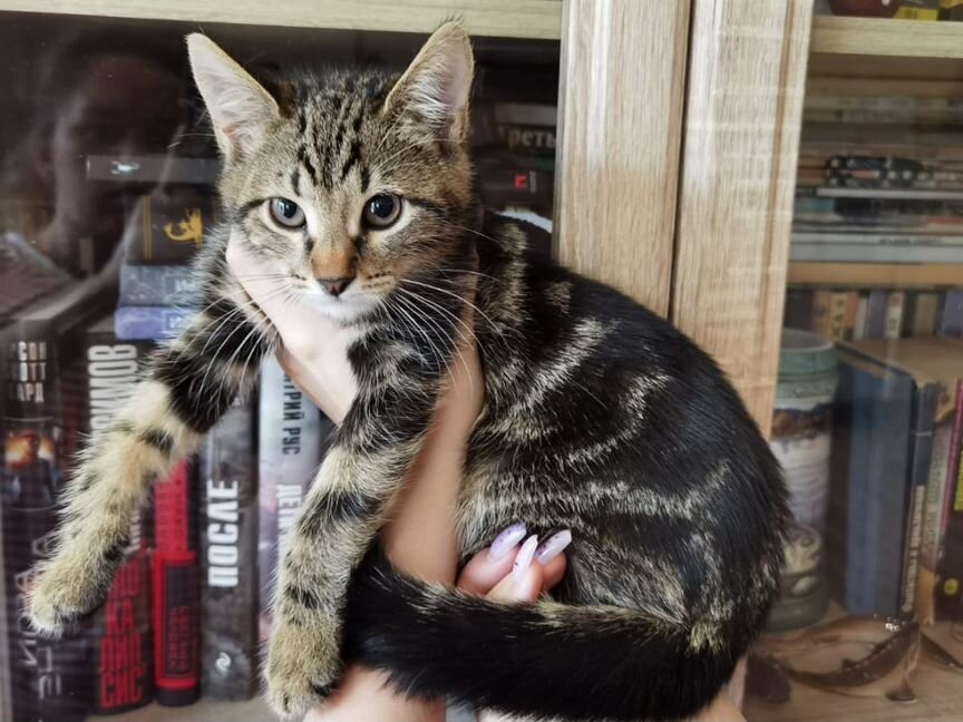Котенок в добрые руки