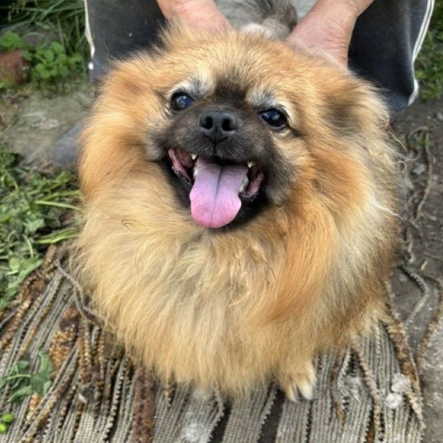 Собака померанский шпиц