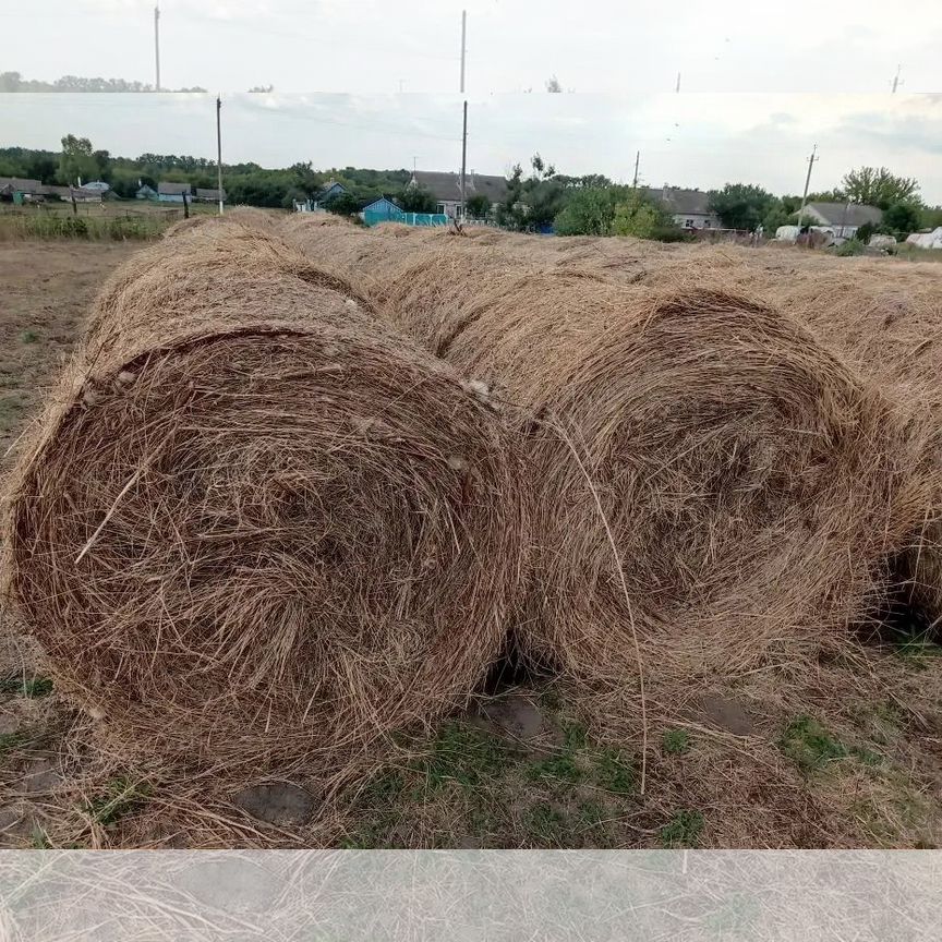 Сено в тюках