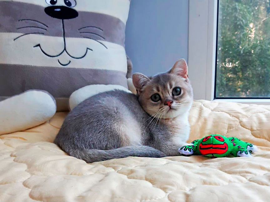 Голубое золото британский котик
