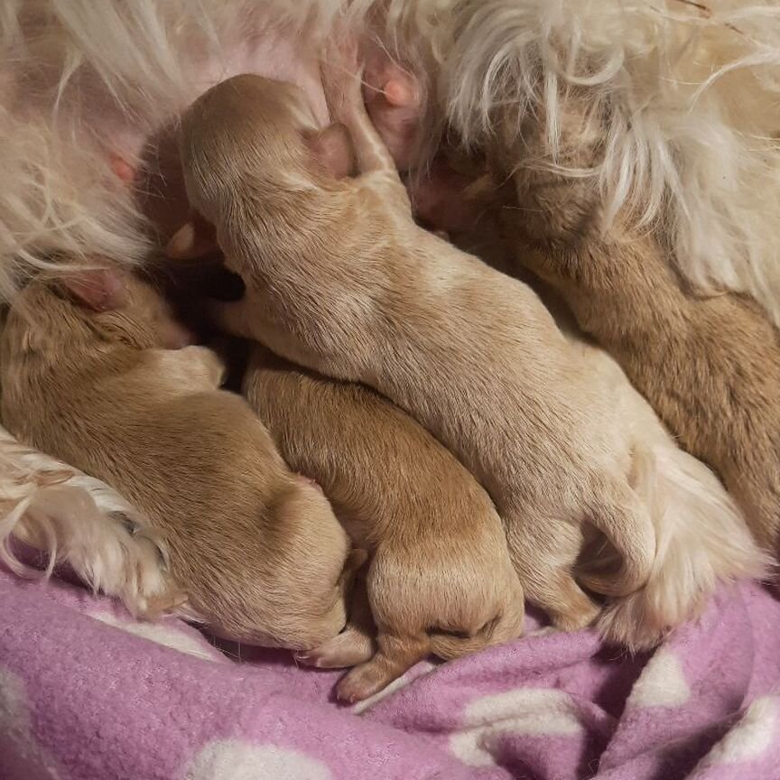 Мальтипу, щенок