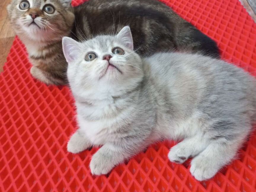 Манчкины коротколапые. Скоттиш килт