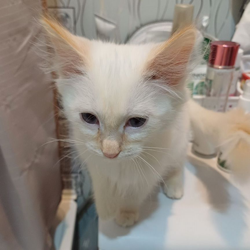 Отдам в добрые руки котика,ласковый,умный