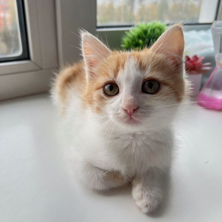 Котенок-девочка ищет хозяев