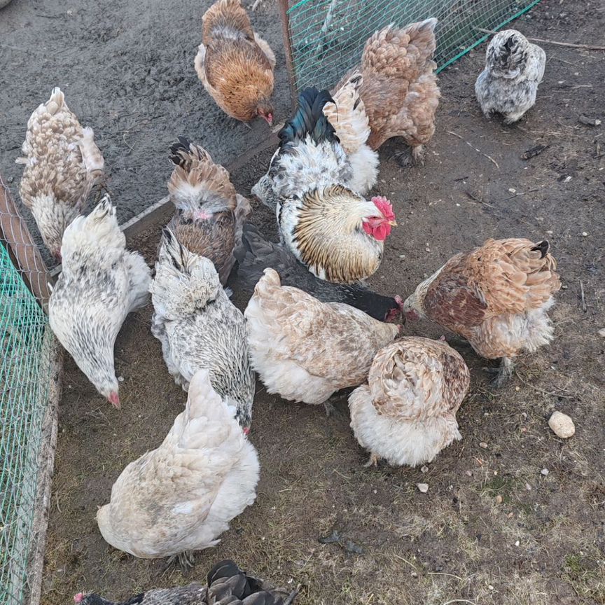 Продам курочек Брама