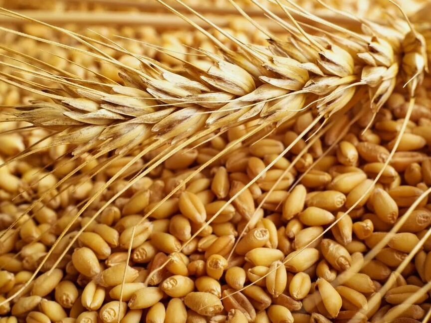 Пшеница (фураж) 20-30т урожай 2023г. 5р кг