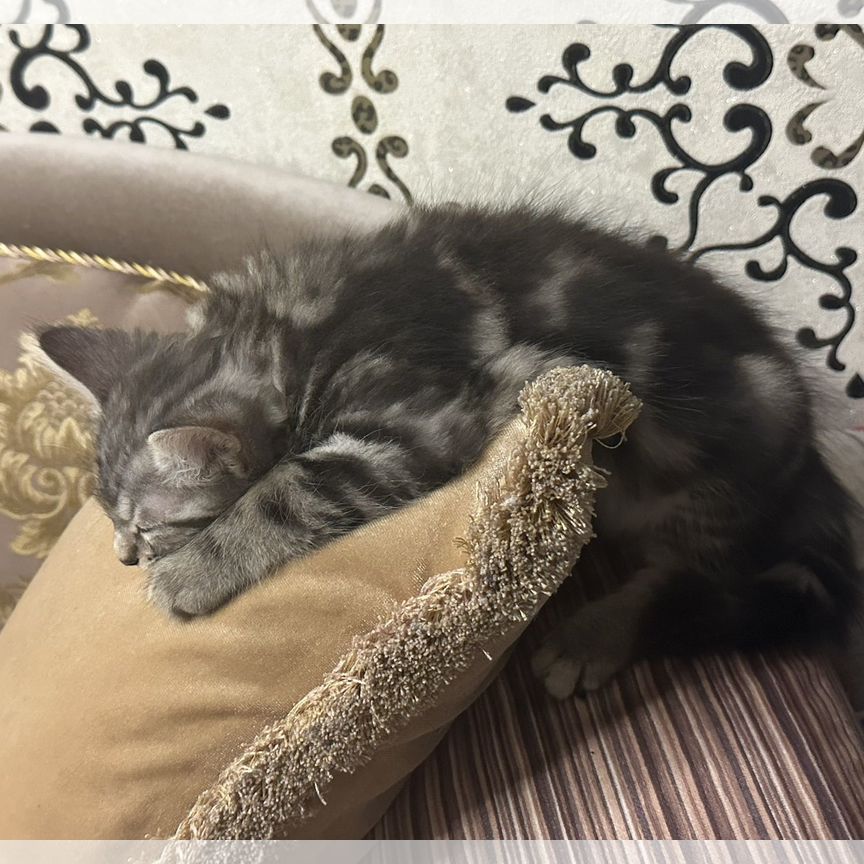 Курильский бобтейл длинношёрстный котёнок