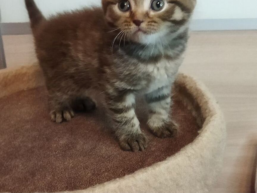 Шотландские котята