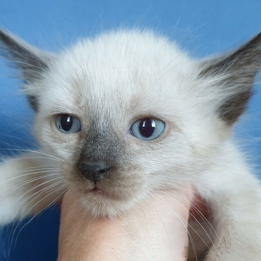 Тайские котята