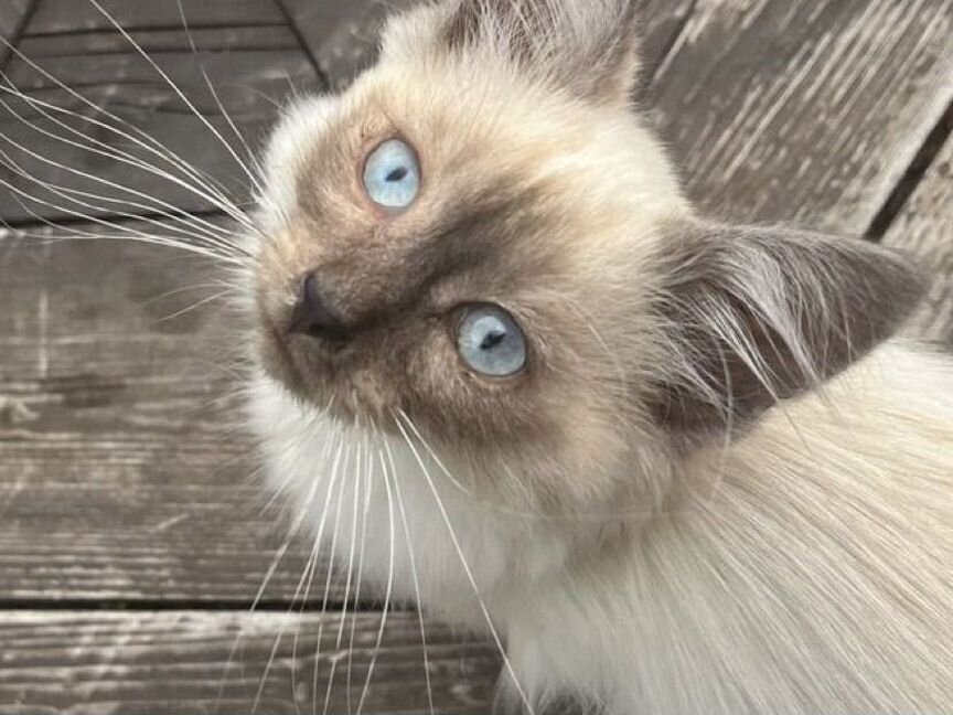 Сиамские котята