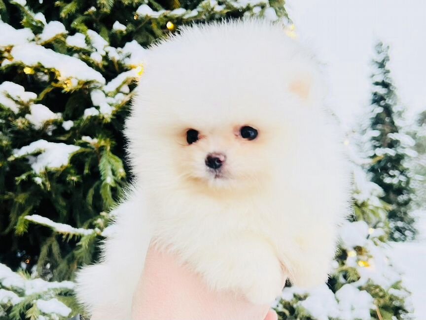 Куклёнок к Новому году. Super Pom