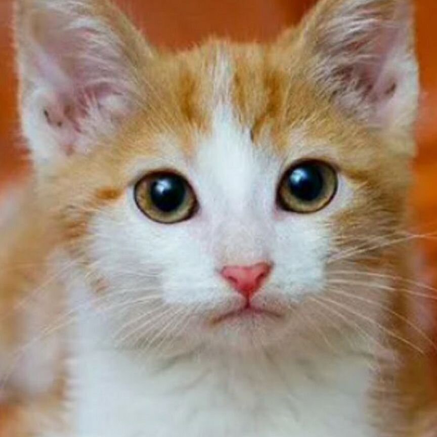 Котенок 3 мес.Мальчик.Бесплатно