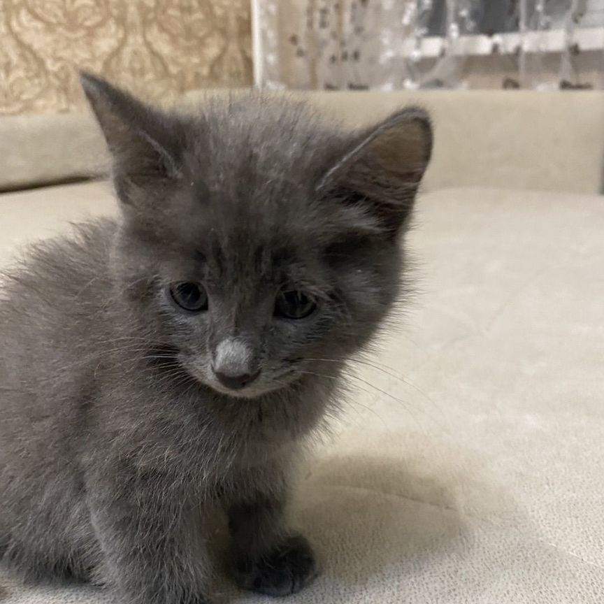 Котята в добрые руки бесплатно мальчик