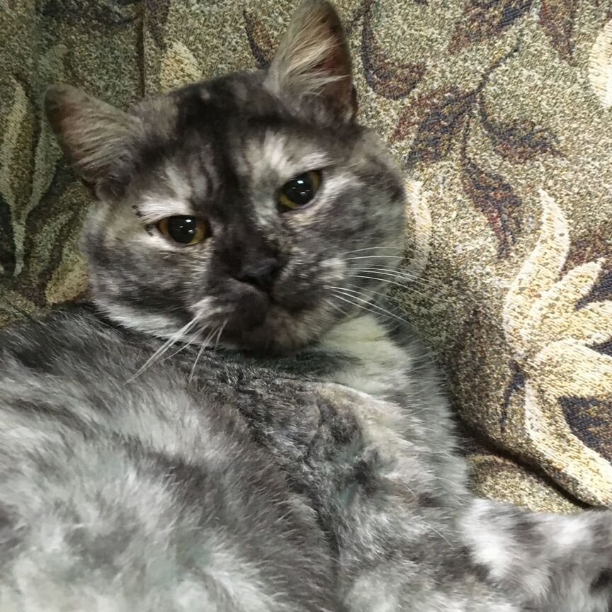 Взрослая, Девочка кошка в добрые руки