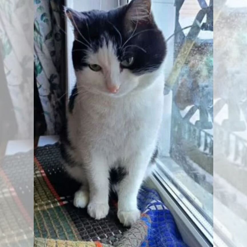 Котик Вася в садах