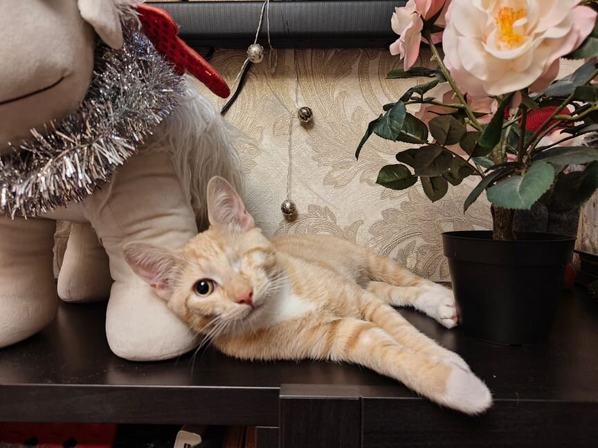 Рыжий котенок в добрые руки бесплатно