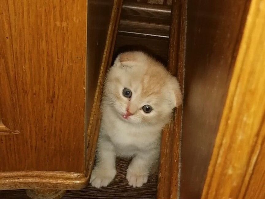 Шотландский котенок мальчик