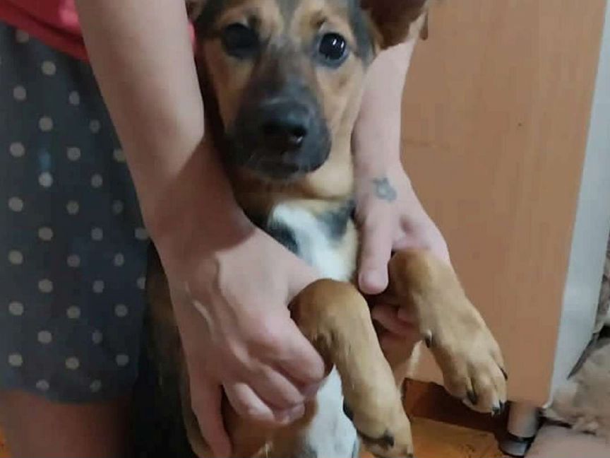 Щенок подросток в добрые руки