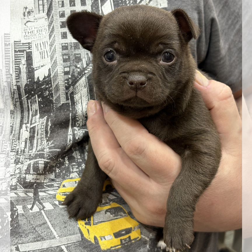 Чихуахуа, щенок