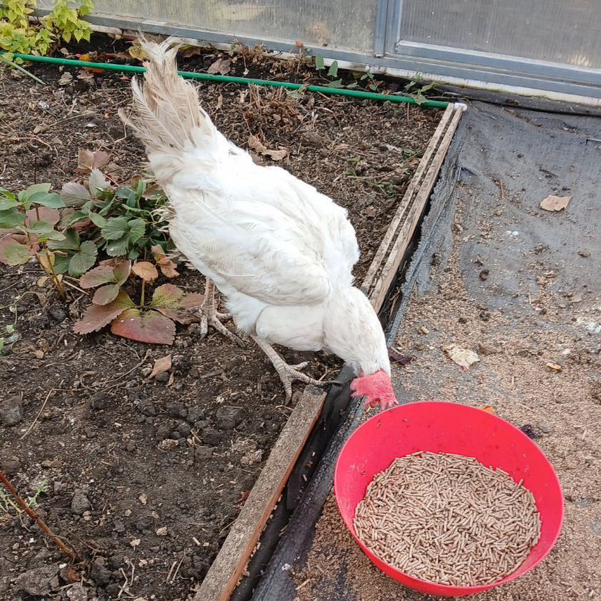 Куры на суп