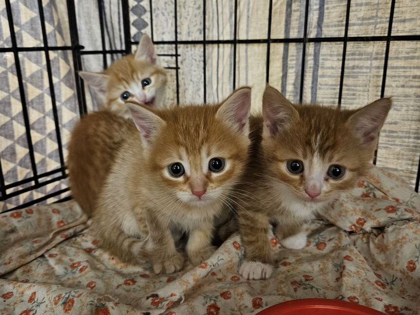 Котята рыжие в добрые руки бесплатно. 1.5 месяца