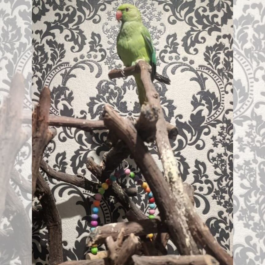 Ожереловый попугай