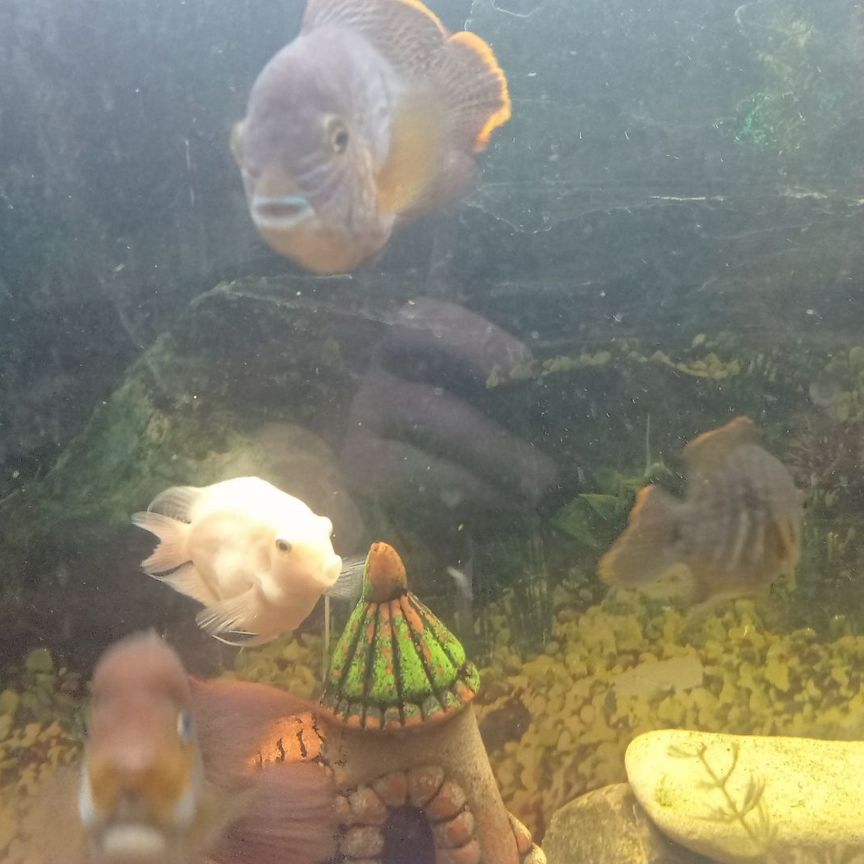 Пара Акара бюрюзовая 1700