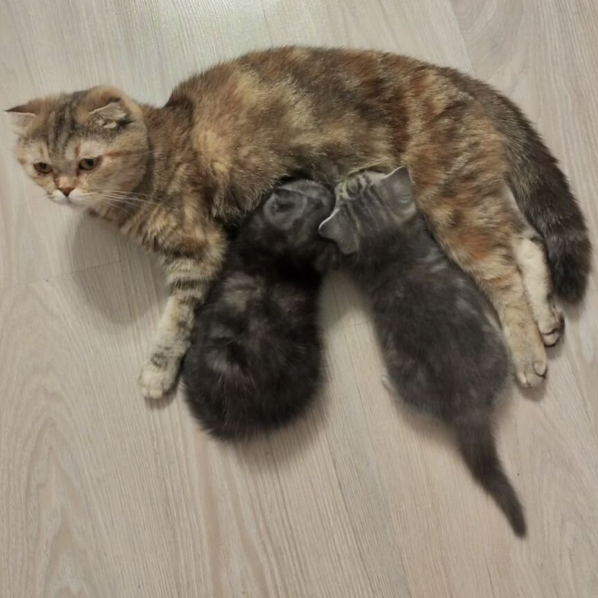 Шотландский вислоухий короткошёрстный котёнок
