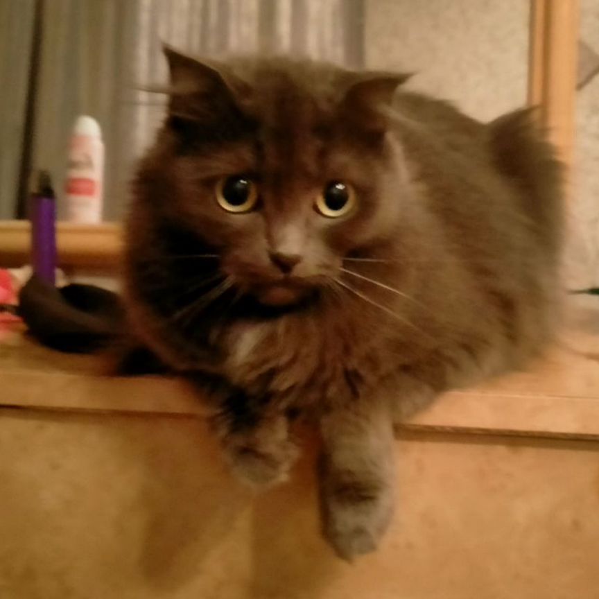 Отдам кота в добрые руки бесплатно