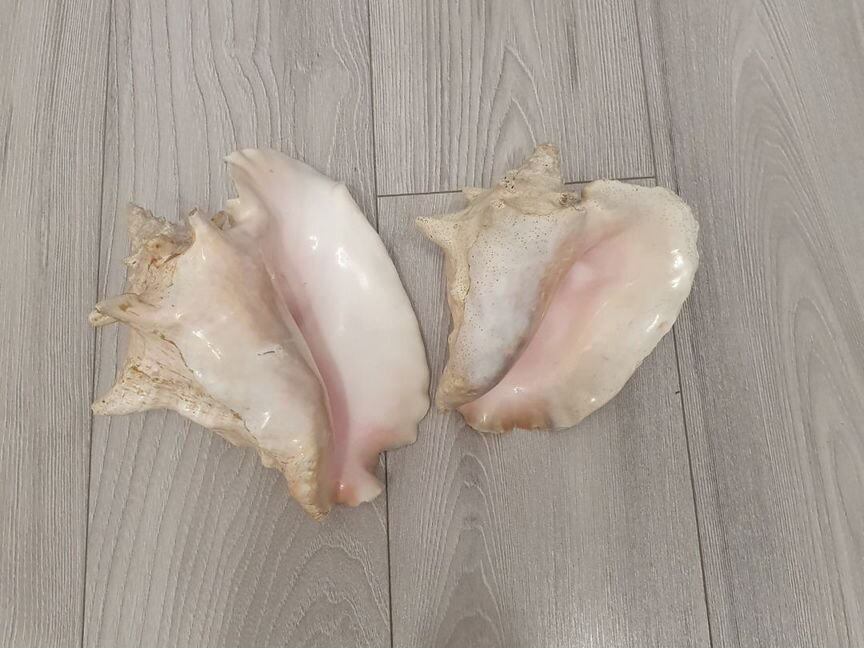 Ракушка