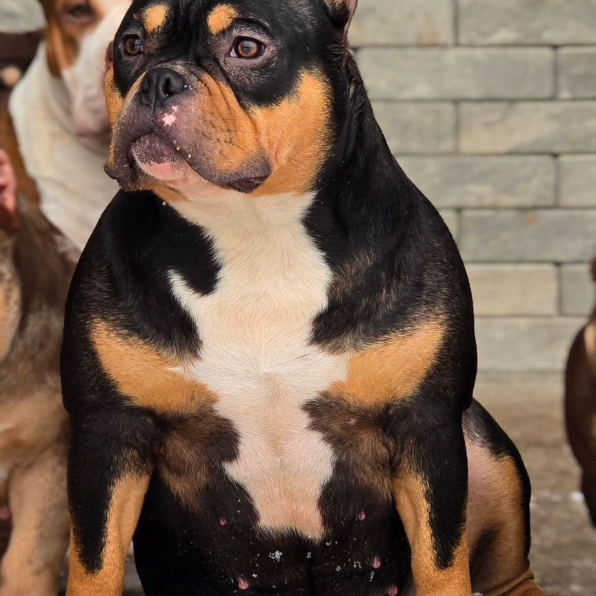 Американский булли, щенок