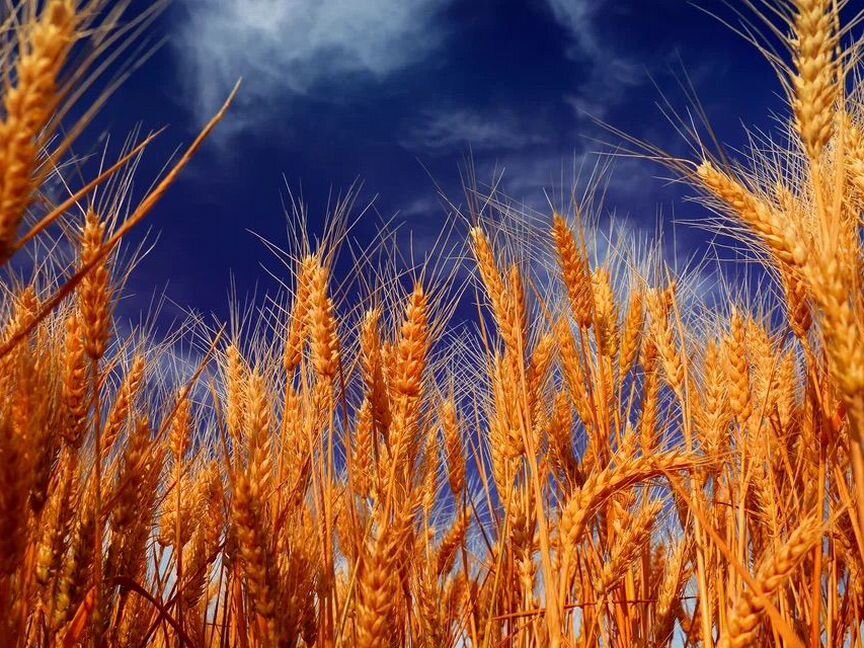 Ячмень, пшеница