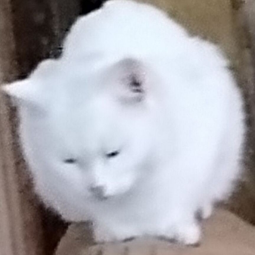 Турецкая ангора, взрослая кошка