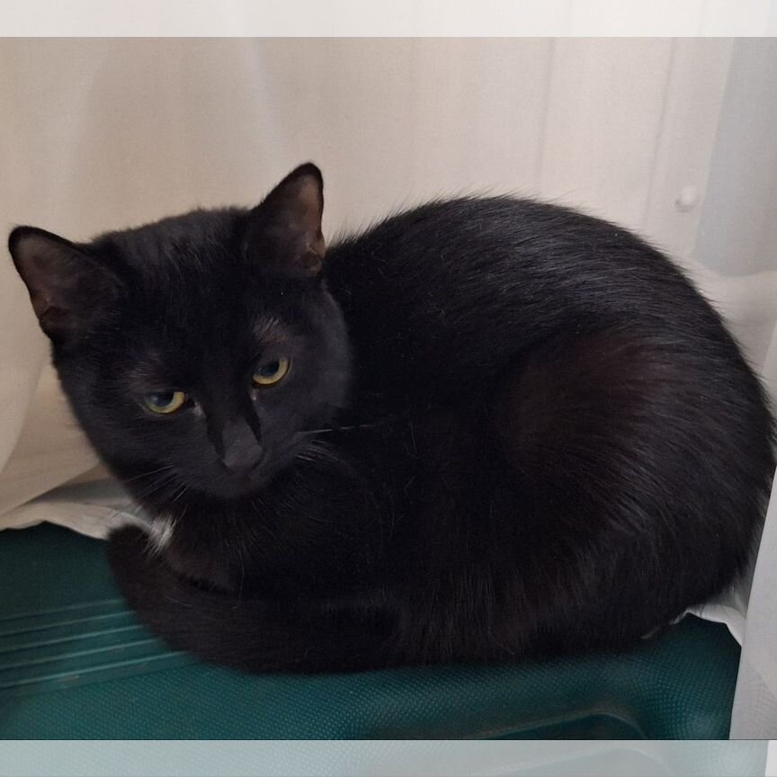 Котята в добрые руки бесплатно девочка