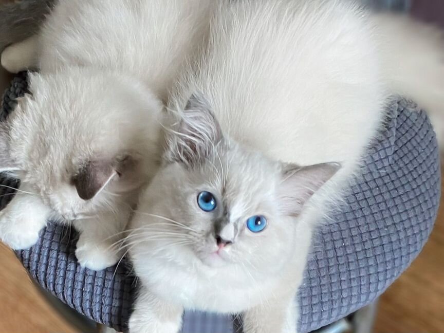 Котенок мальчик рэгдолл mitted with blaze